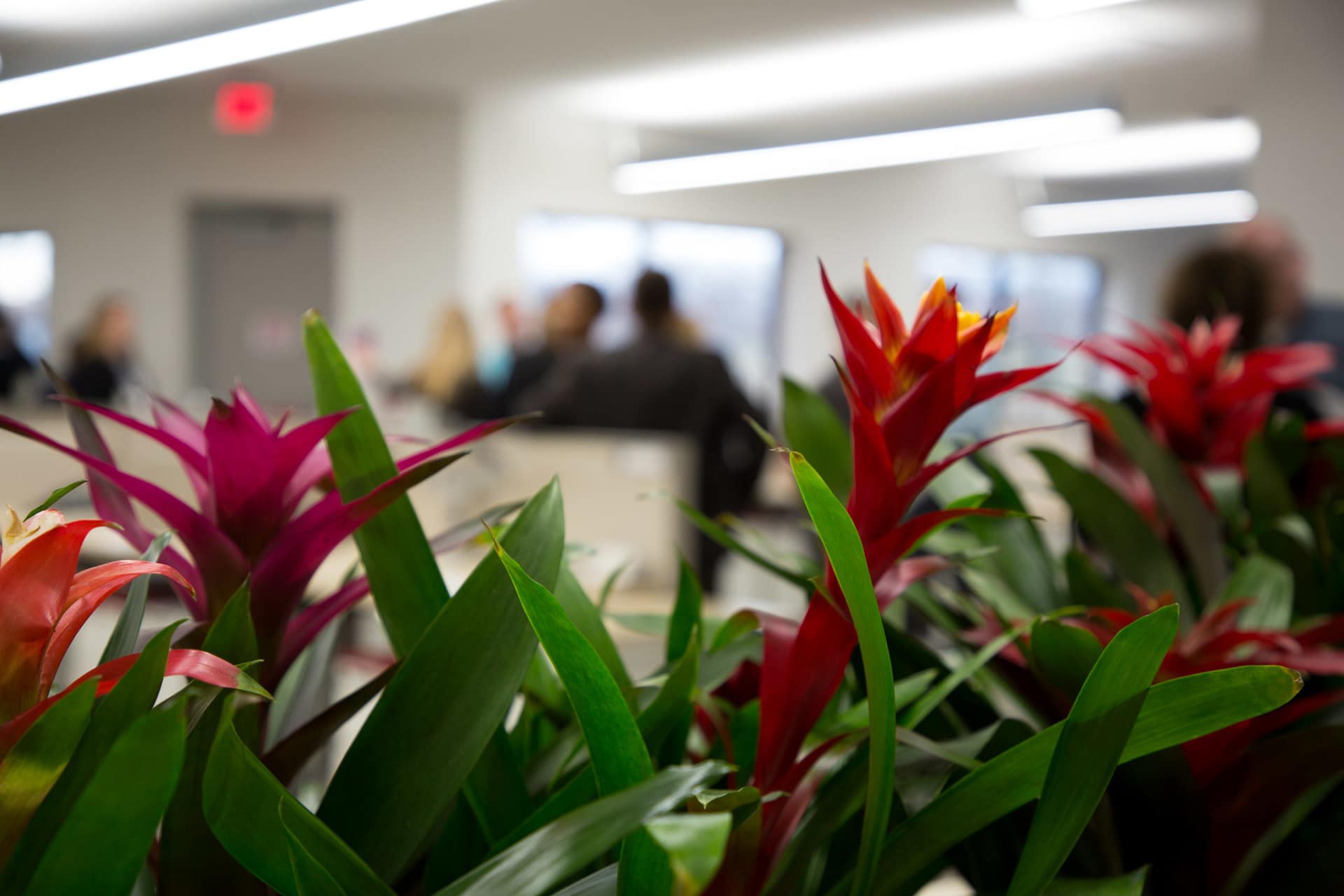 Our Work - Greenery Designs